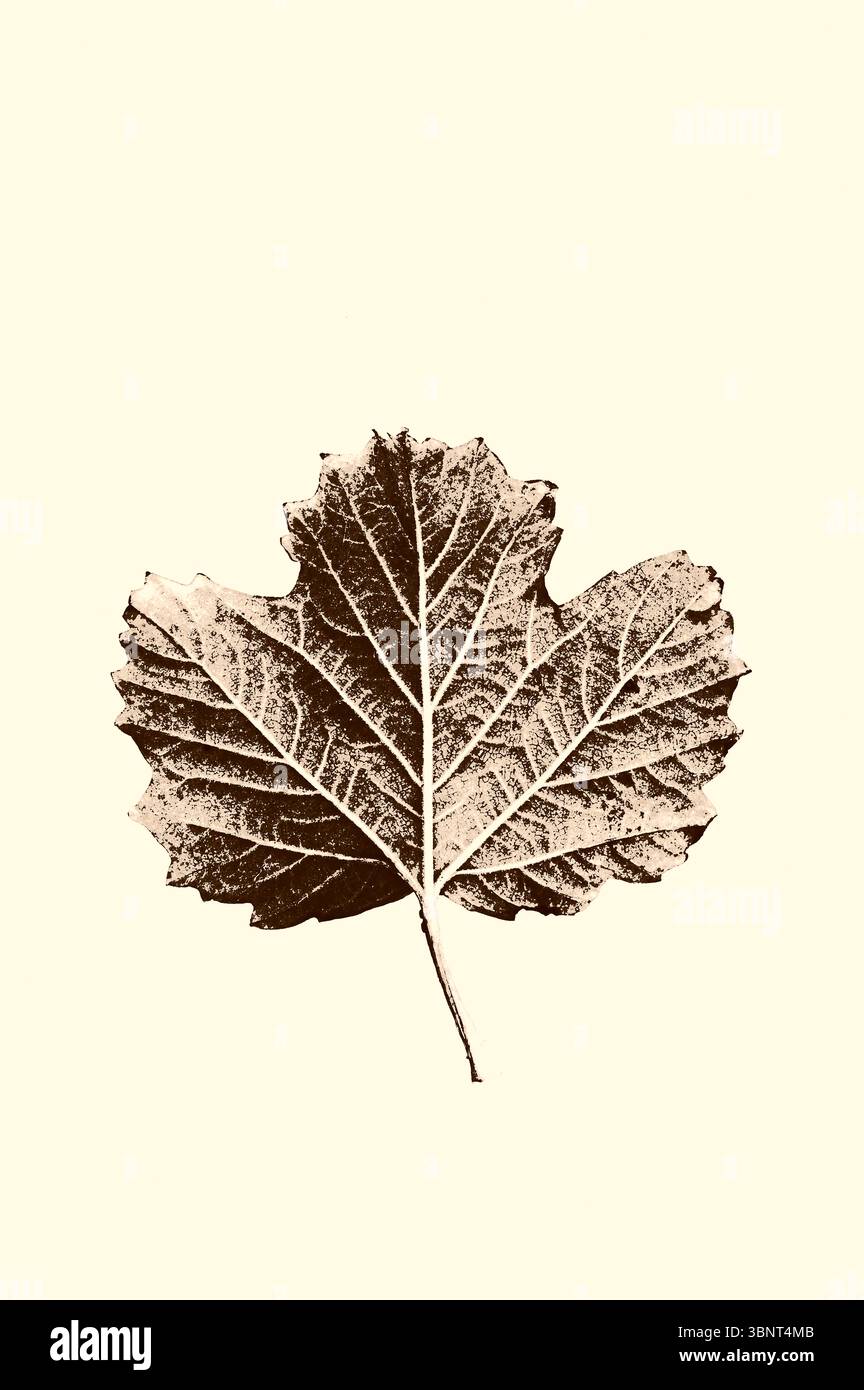 Graphic sepia image of single autumn leaf of Guelder rose Stock Photo ...