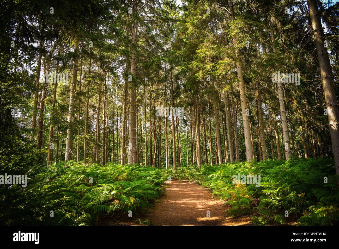 Trunks tall trees pine forest hi-res stock photography and images - Alamy