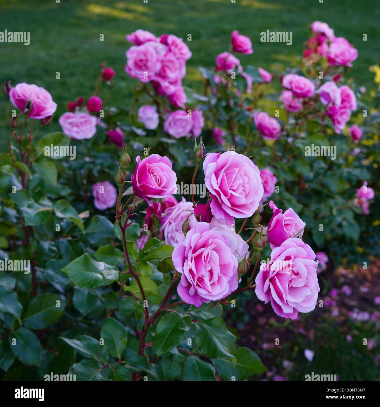 Blooming beautiful pink roses hi-res stock photography and images - Alamy