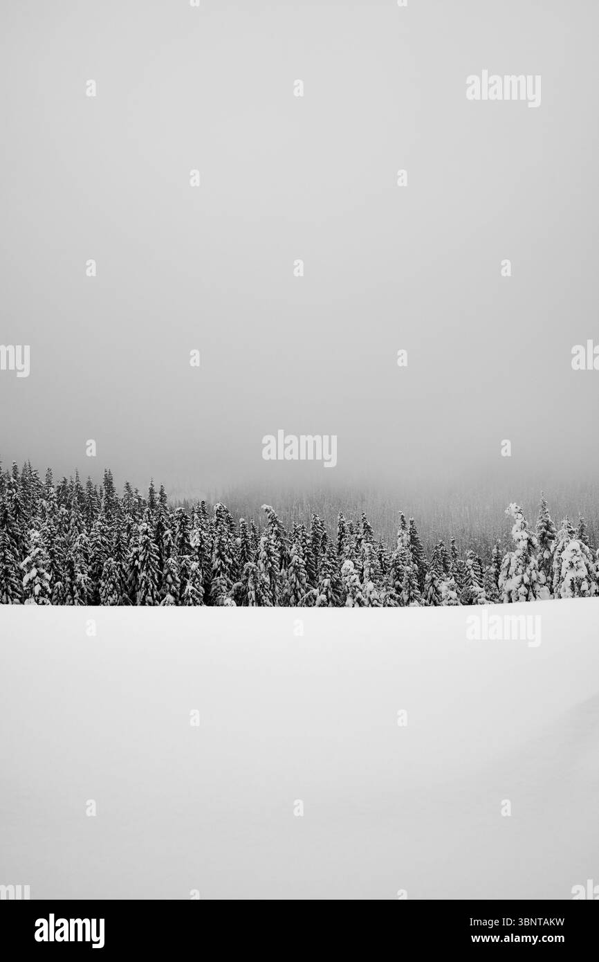 Taiga winter Black and White Stock Photos & Images - Alamy