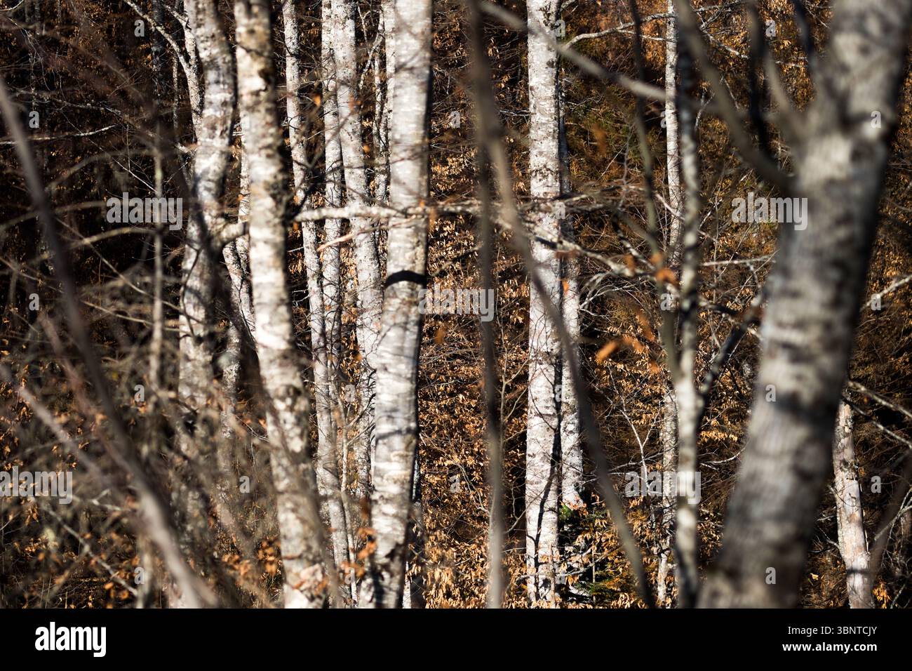 Sunlit Pine Trees in Dense Mountain Forest Stock Photo - Alamy