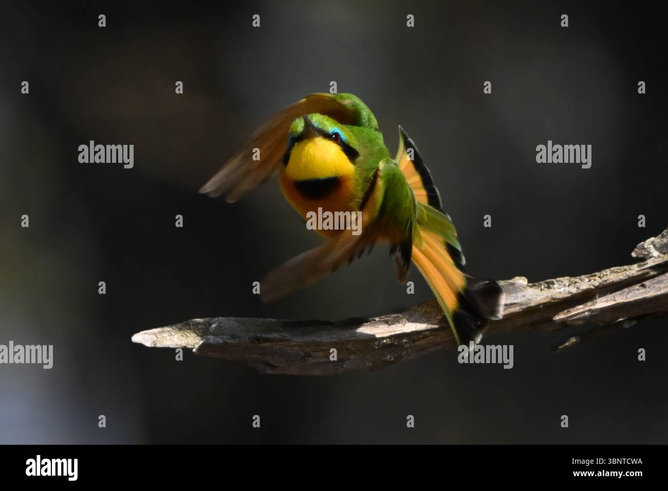 Little bee-eater takes off twisting in mid-air Stock Photo - Alamy