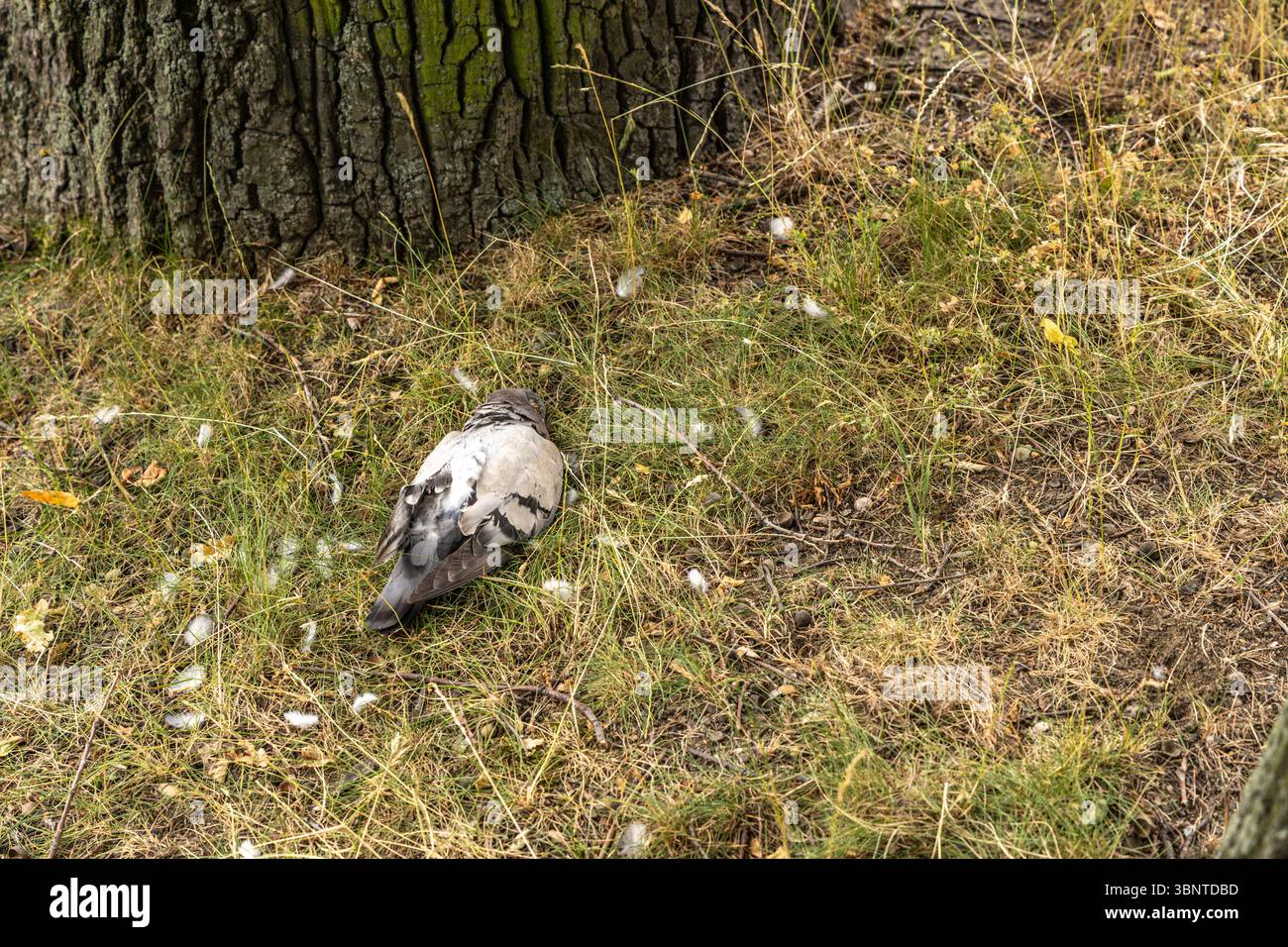 A dead bird run over by a car lies under a tree on the lawn, a dead ...