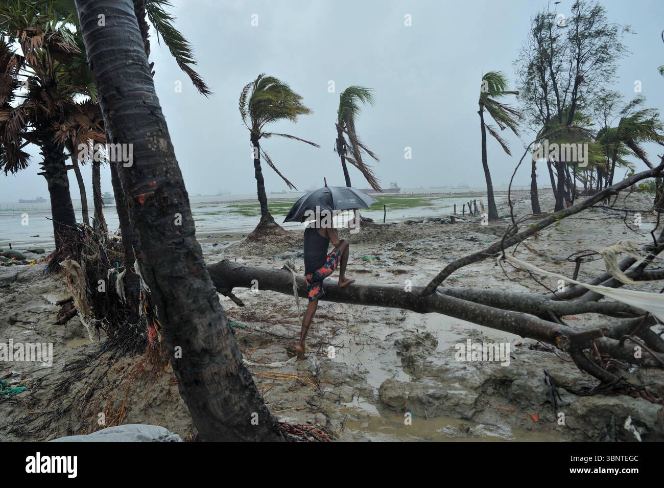 30 May, Chittagong, Bangladesh: Coastal erosion and fallen trees mark ...