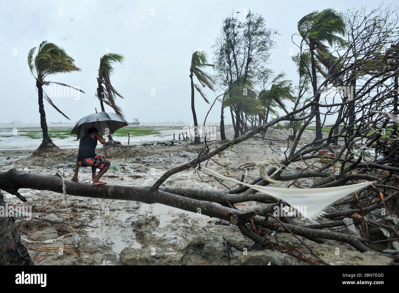 Coastal erosion and fallen trees mark the trail of Cyclone Shakti in ...