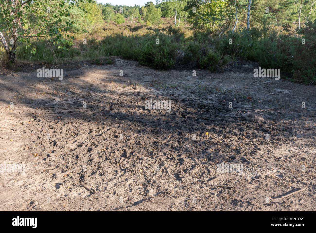 Wildlife pond that has already completely dried out by early July 2025 ...