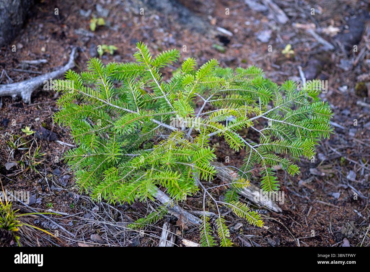 Temperate evergreen forest mountain hi-res stock photography and images ...