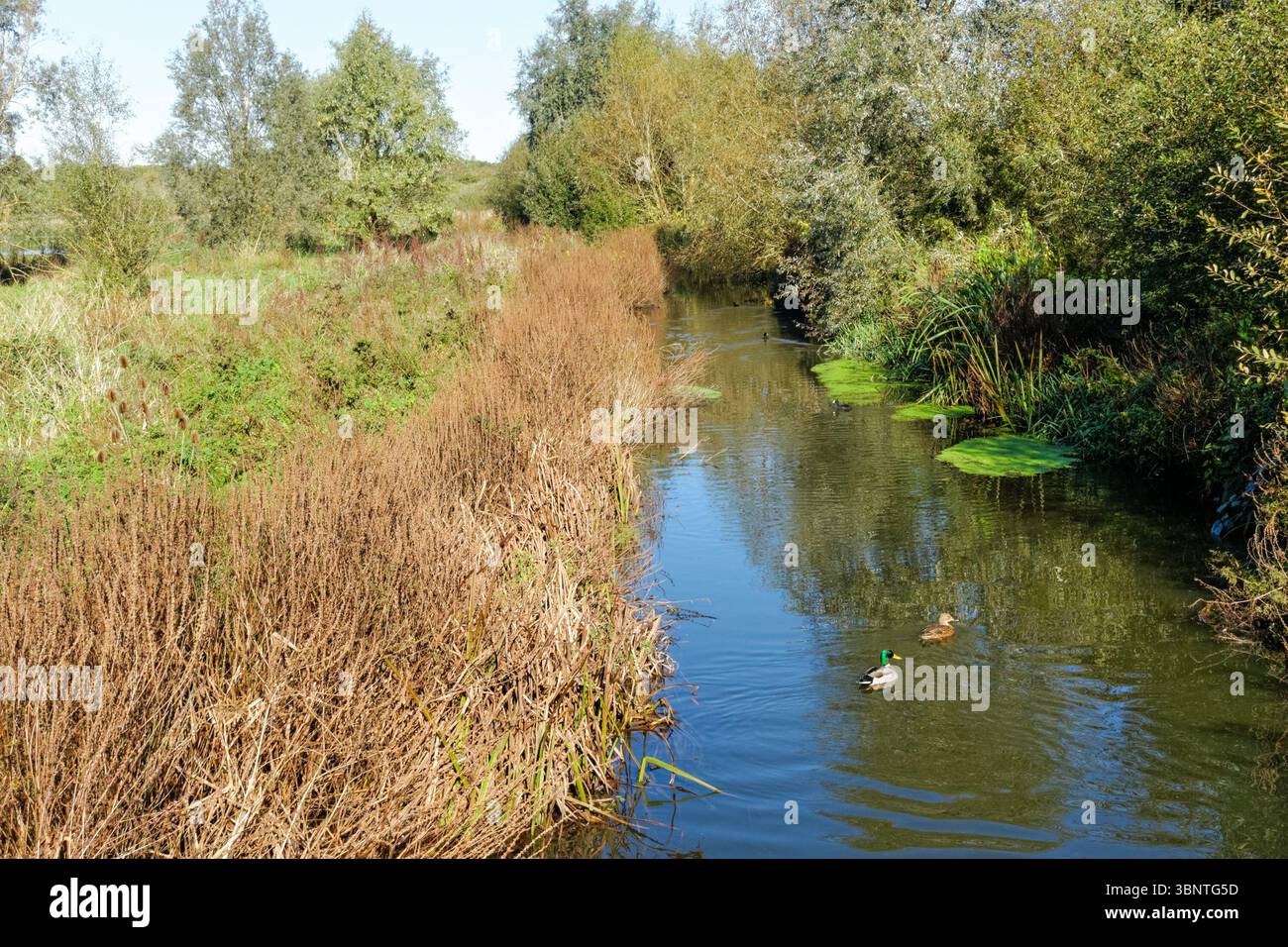 Ingrebourne marshes hi-res stock photography and images - Alamy