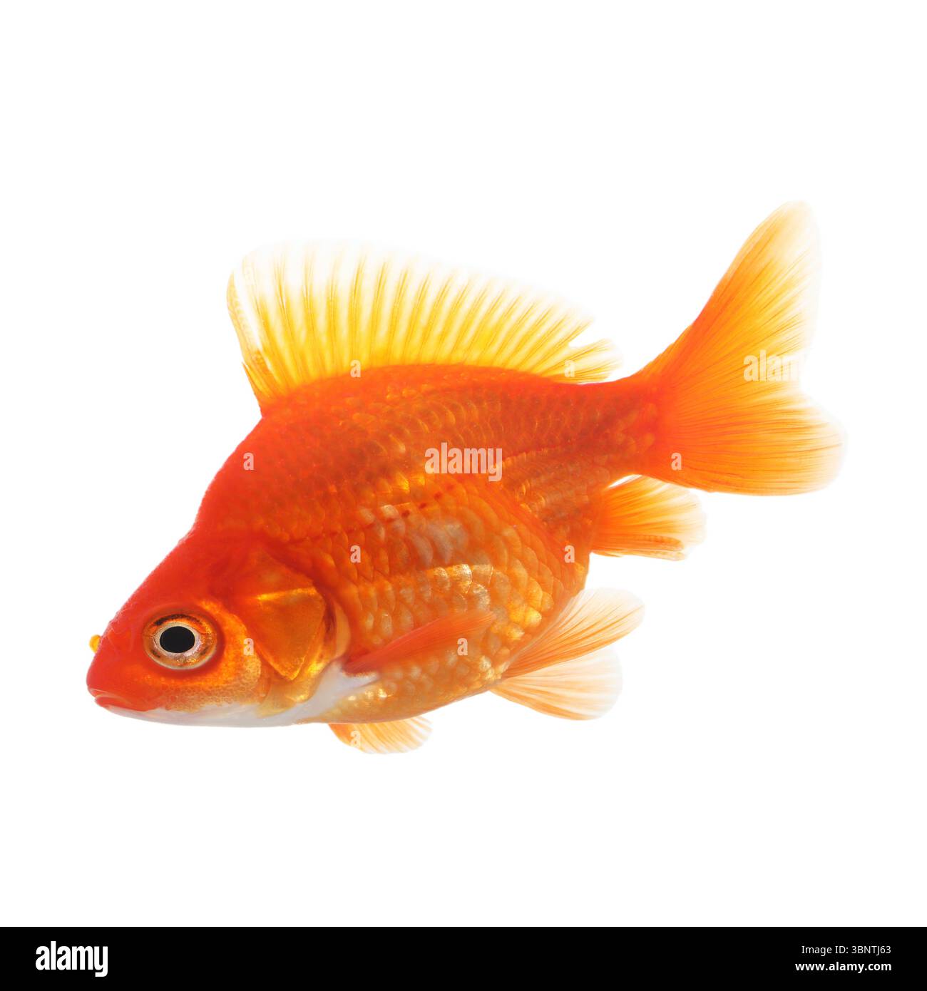 Underwater small yellow tropical fish Cut Out Stock Images & Pictures ...