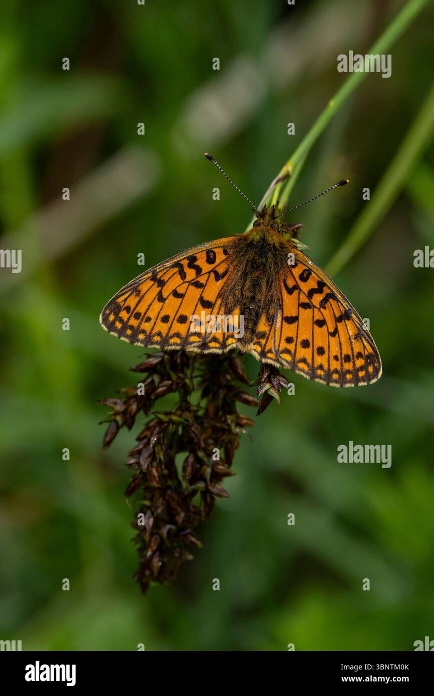 Small Pearl-bordered Fritillary (Boloria selene) perching with open ...