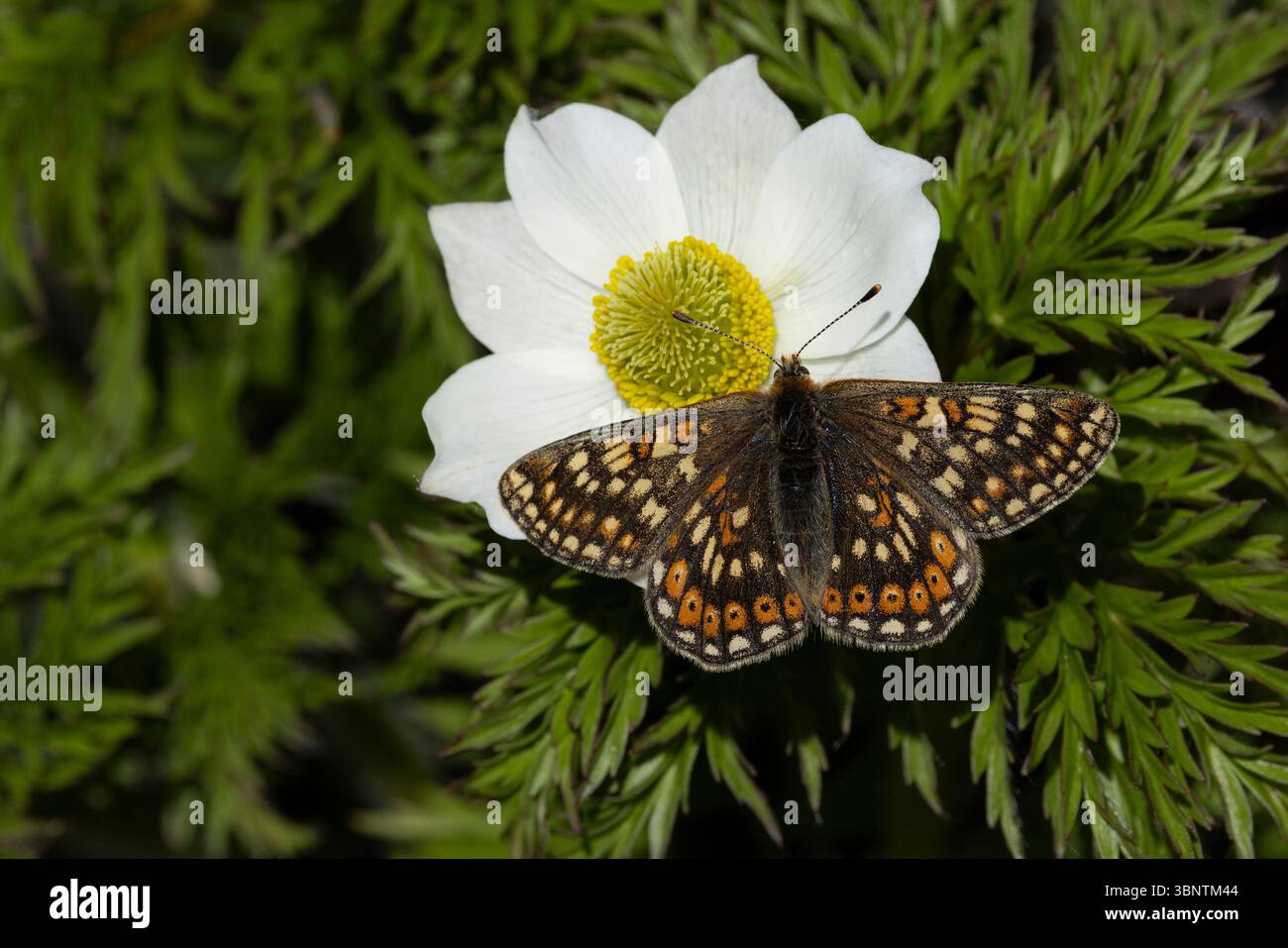 Subspecies debilis hi-res stock photography and images - Alamy