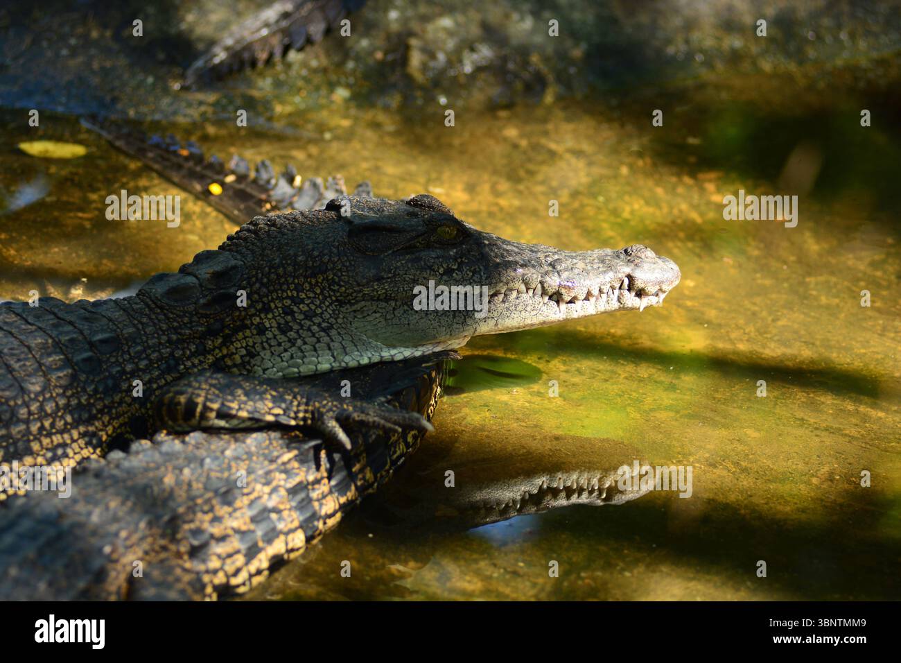 MALAYSIA SARAWAK Sarawak is known for its saltwater crocodiles, which ...