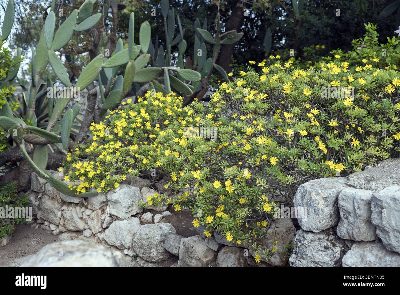 Planta similar hi-res stock photography and images - Alamy