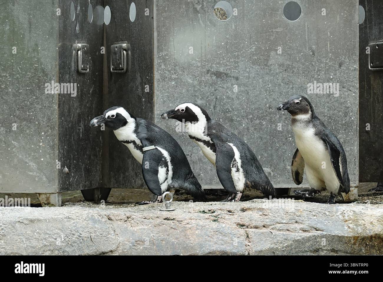 Three curious black white hi-res stock photography and images - Alamy