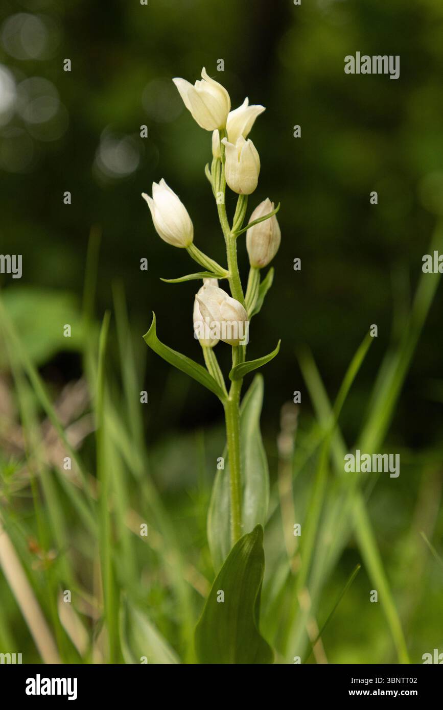 White Helleborine - Cephalanthera damasonium Stock Photo - Alamy