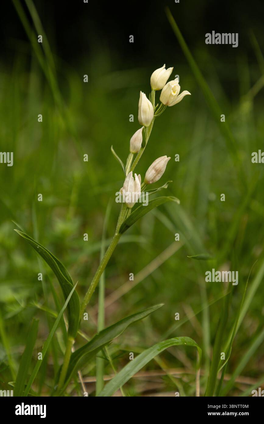 White Helleborine - Cephalanthera damasonium Stock Photo - Alamy