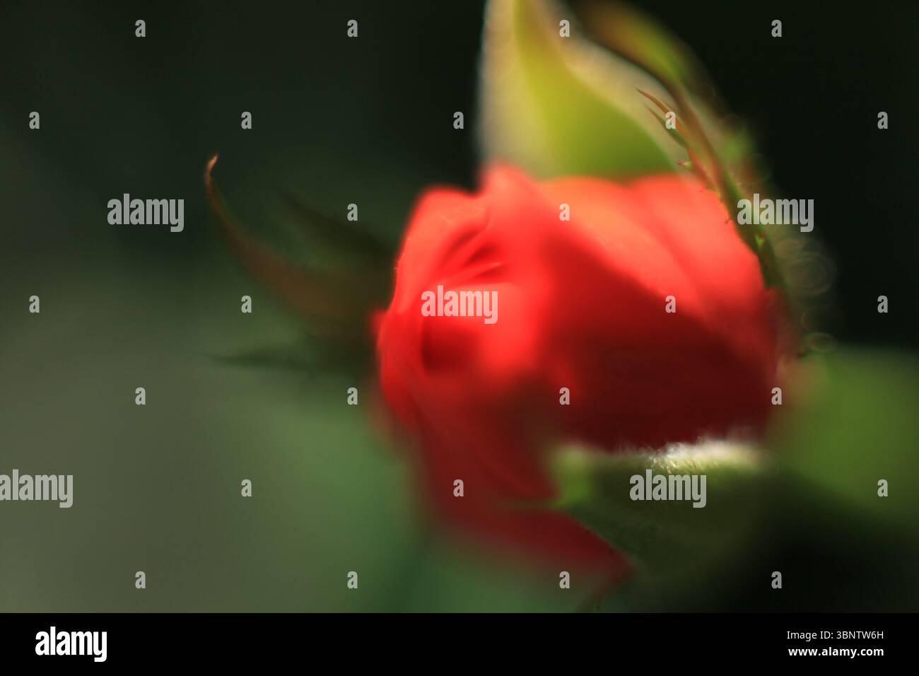 Red rose in focus hi-res stock photography and images - Alamy