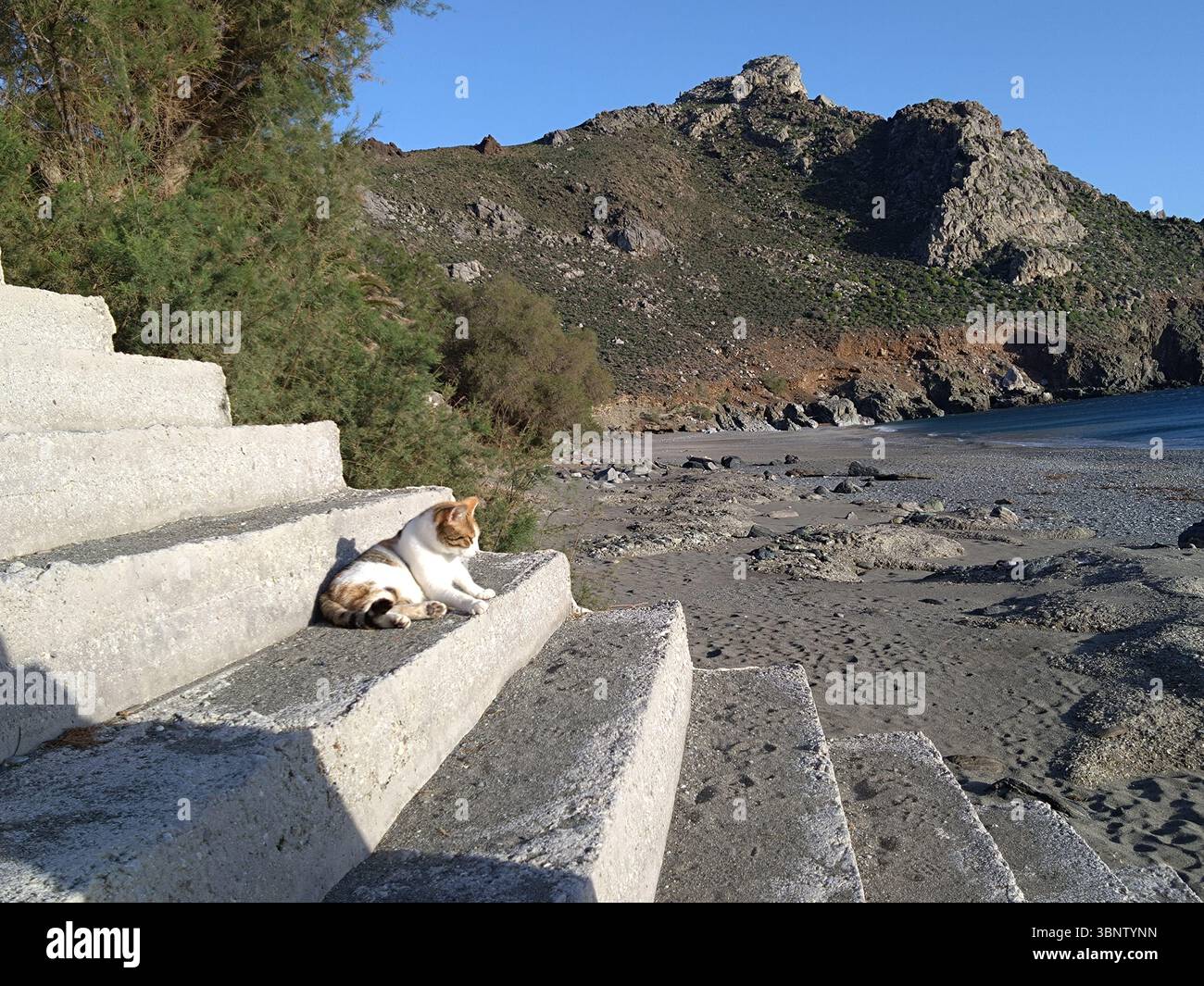 Coastal cat hi-res stock photography and images - Alamy