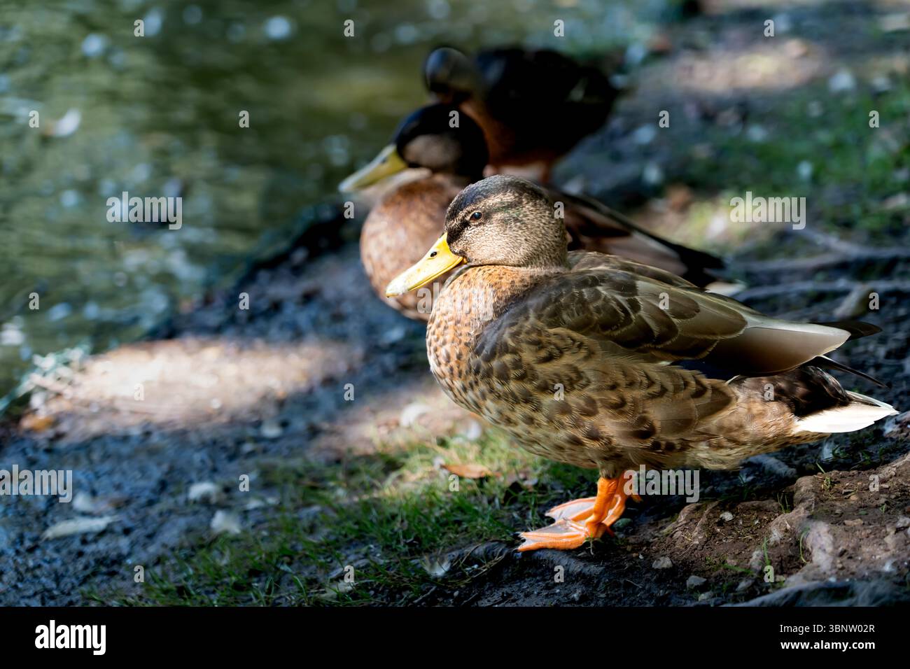 The ducks are resting on the ground. Close-up Stock Photo - Alamy