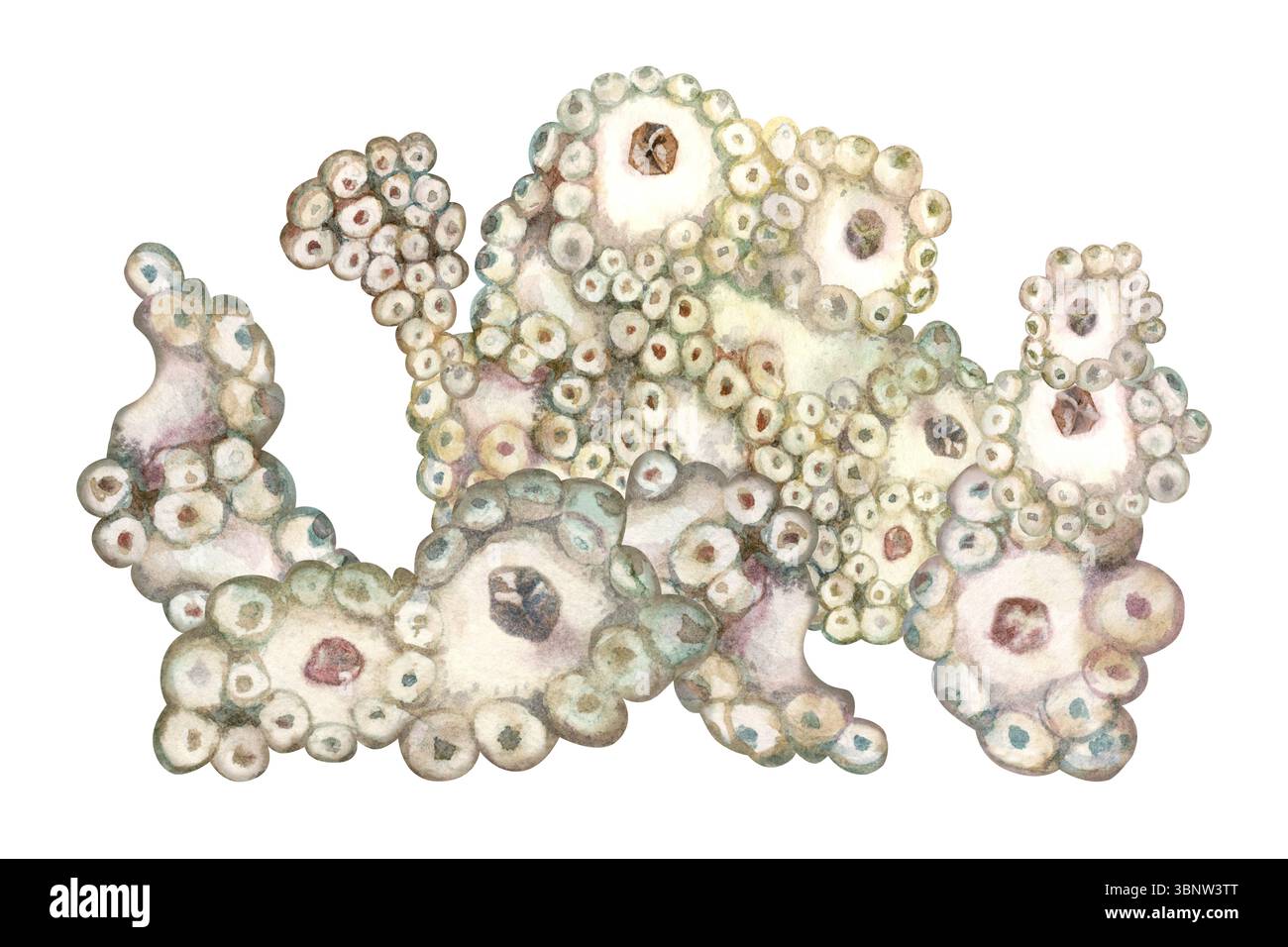 Beautiful underwater drawing of sea sponges porifera living on coral ...