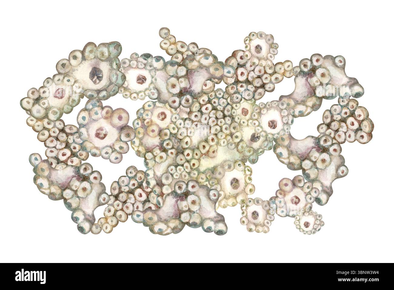Beautiful underwater drawing of sea sponges porifera living on coral ...