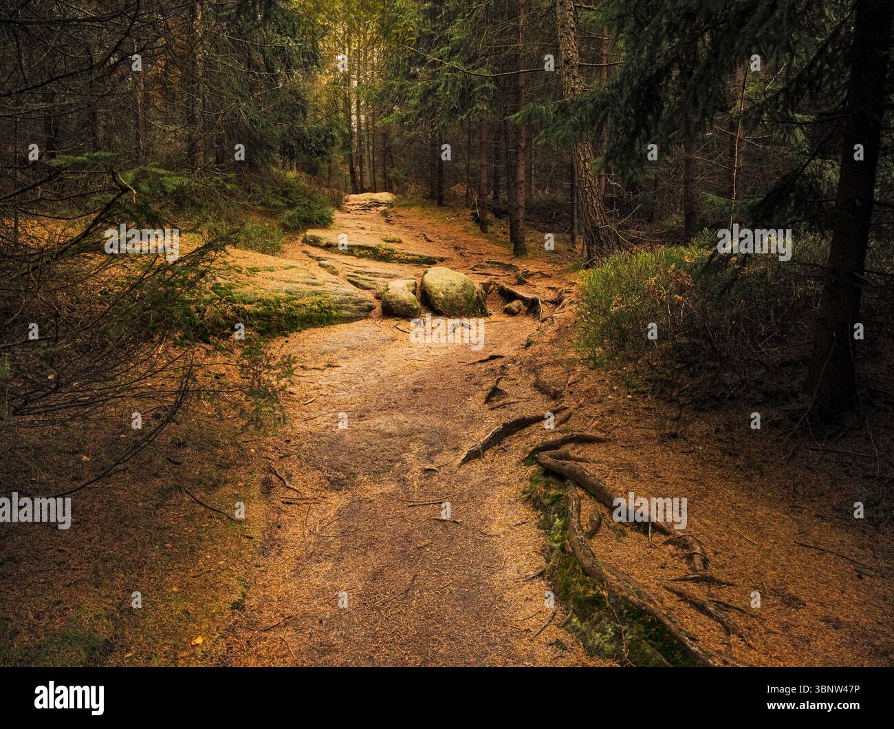 Sandy path leading through a dense forest with exposed tree roots and ...