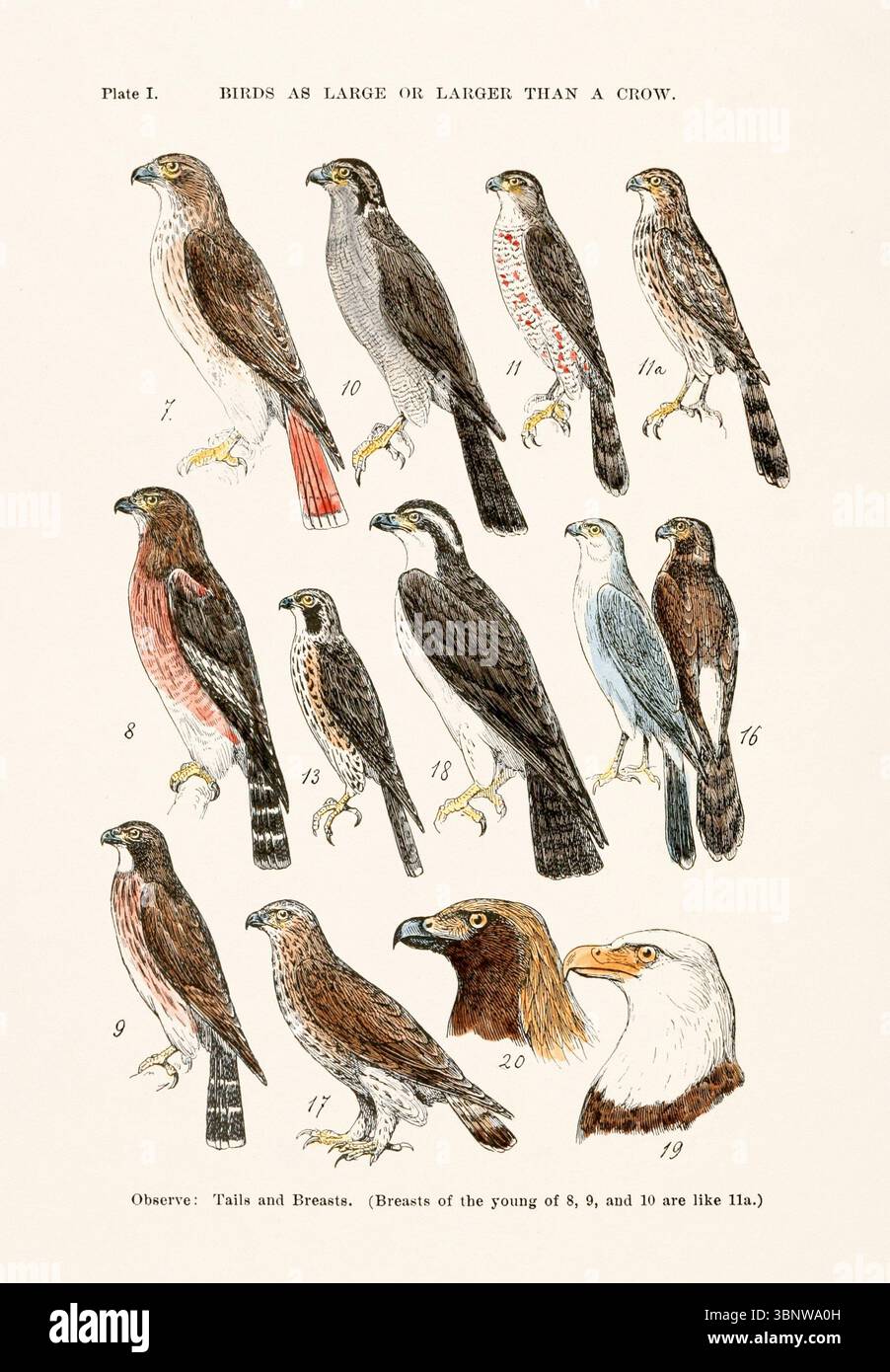 Vintage bird species chart: 7. RED-TAILED HEN-HAWK - 10. GOSHAWK - 11 ...