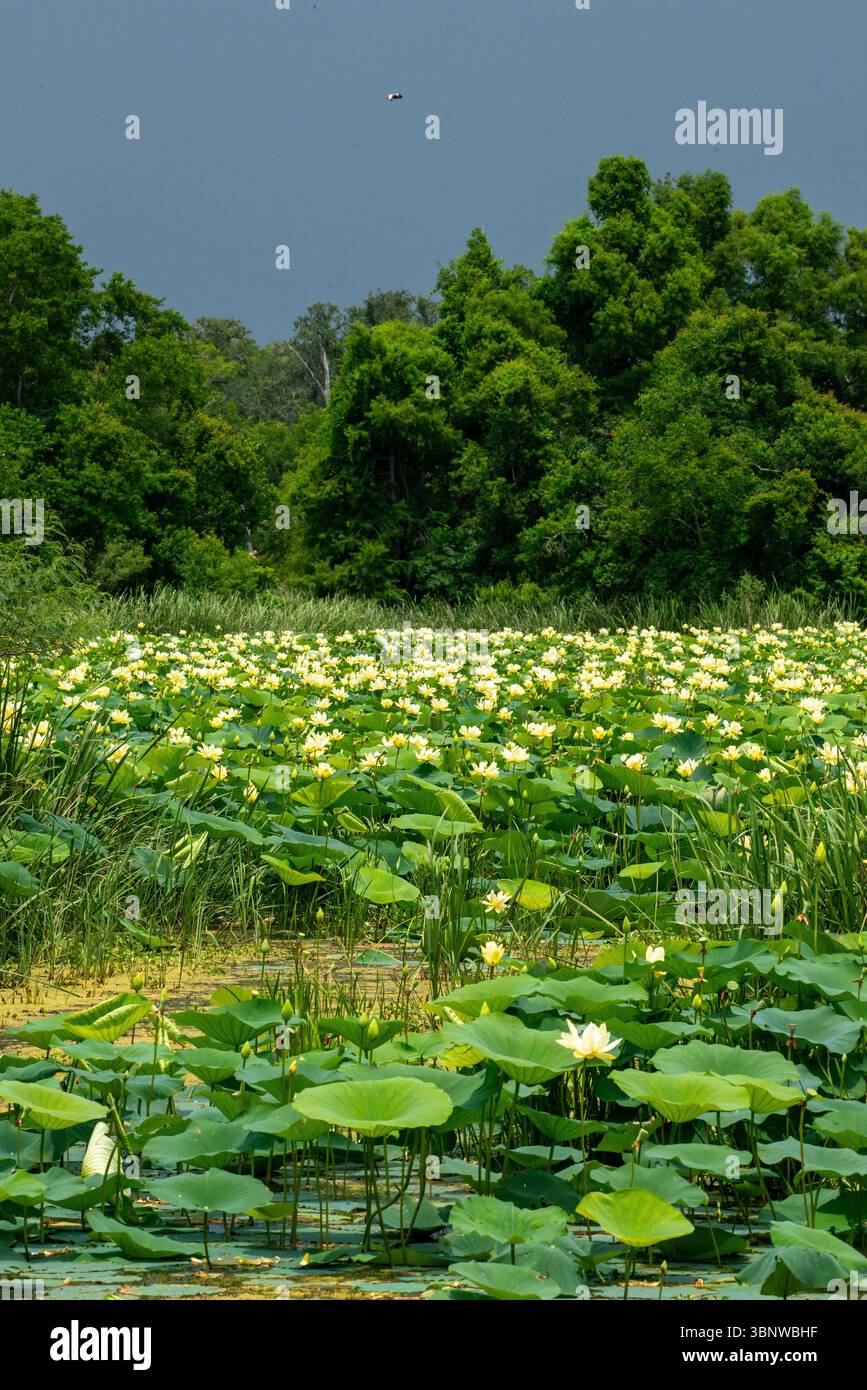 Brazos Bend State Park, Texas Stock Photo - Alamy