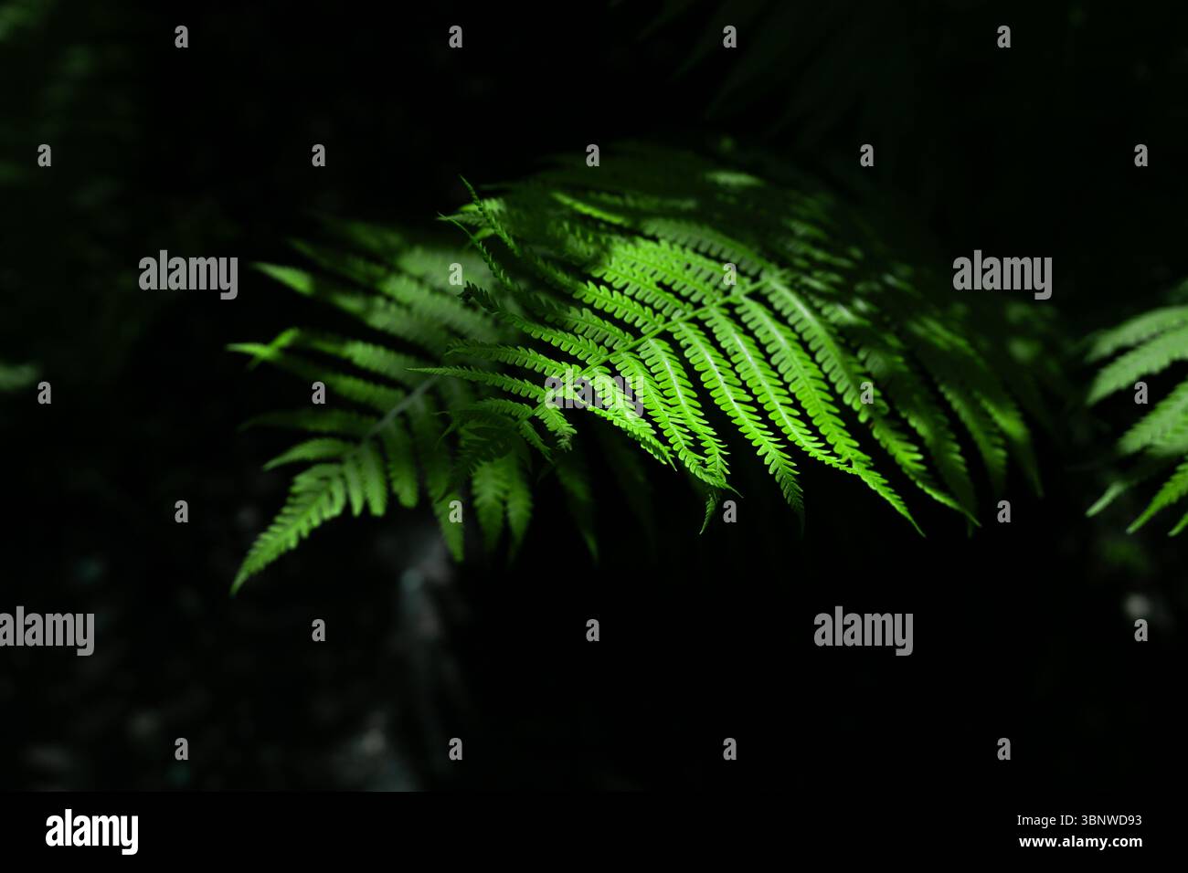 Natural scene shadow fern hi-res stock photography and images - Alamy