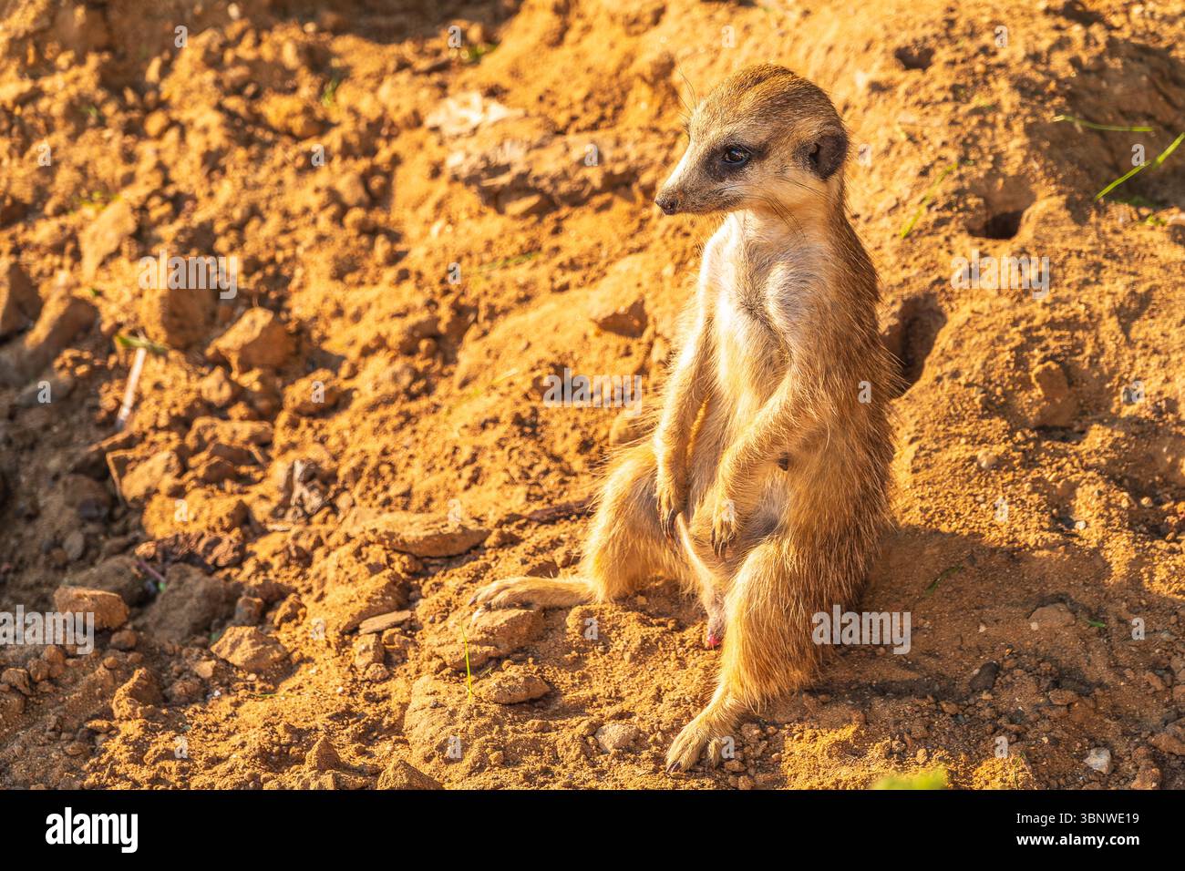 Meerkat ,Suricata suricatta, on hind legs. Portrait of meerkat standing ...