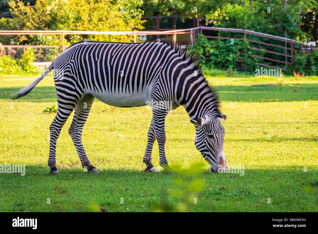 Grevy's zebra, lat Equus grevyi, also known as the imperial zebra eats ...