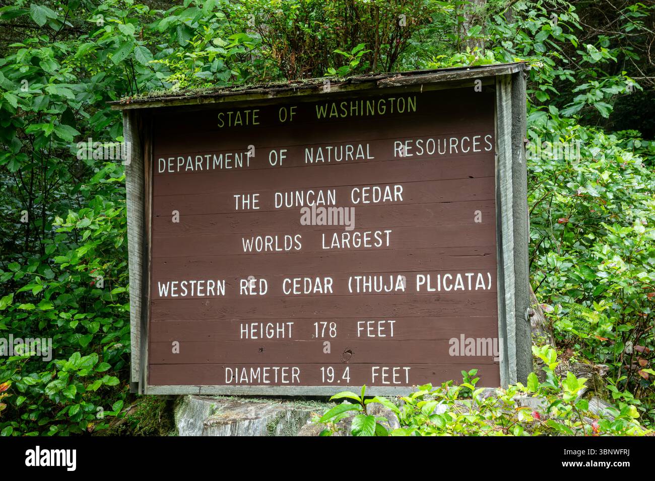 Preserved western red cedar hi-res stock photography and images - Alamy