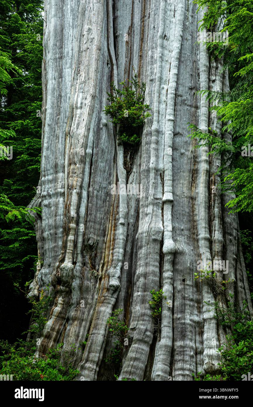 WA28468-00...WASHINGTON - Base of the Duncan Tree, currently the ...