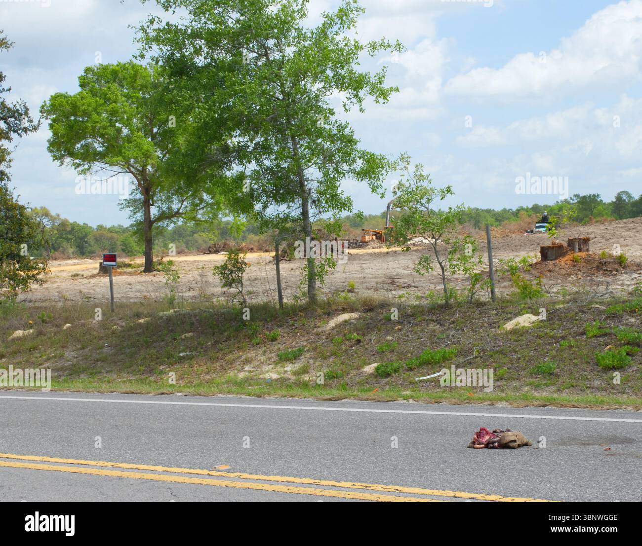 Florida Gopher Tortoise - Gopherus polyphemus - dead on road DOR with ...