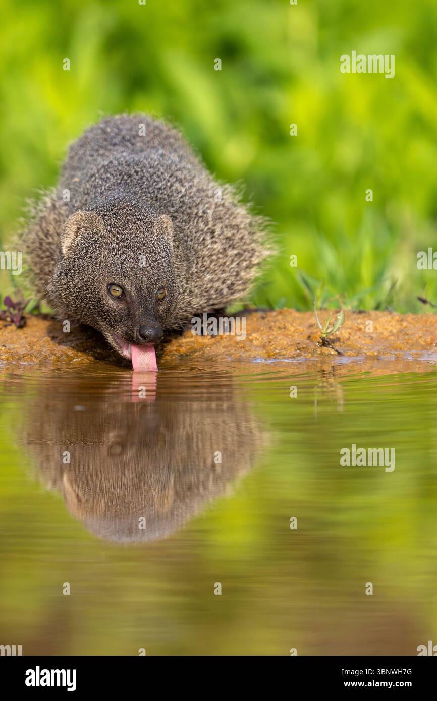 Egyptian mongoose (Herpestes ichneumon) drinking water from a pool ...