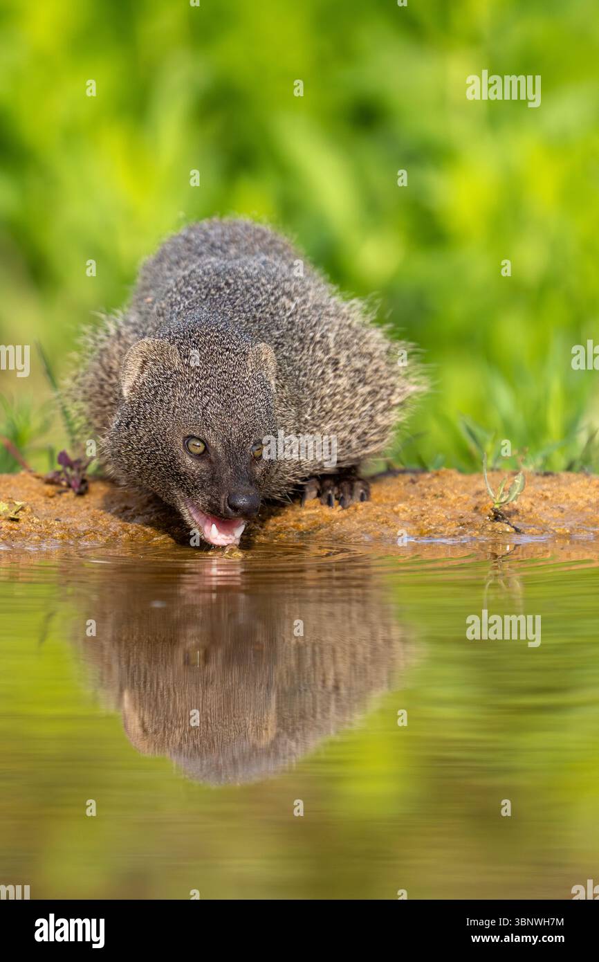 Egyptian mongoose (Herpestes ichneumon) drinking water from a pool ...