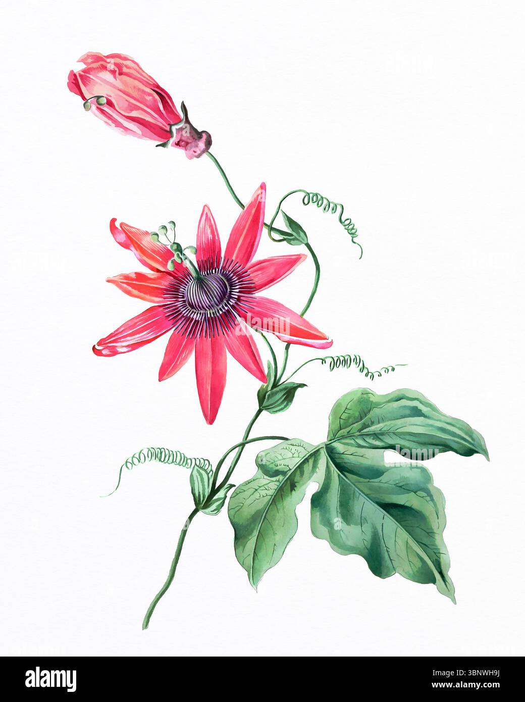 Texture rustic pink wall Cut Out Stock Images & Pictures - Alamy