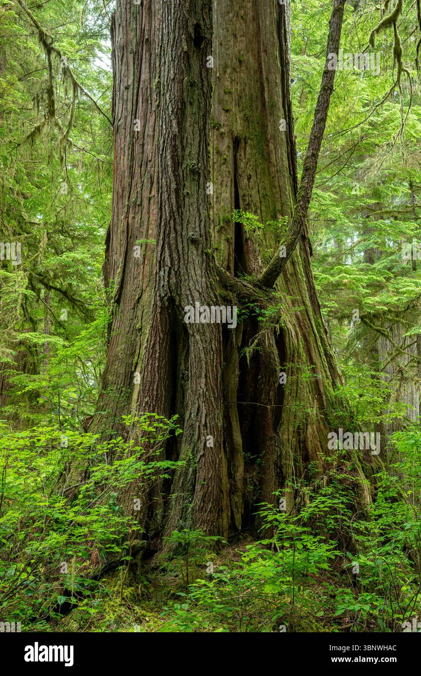 WA28485-00...WASHINGTON - Youmger Western Red Cedar growing out of ...
