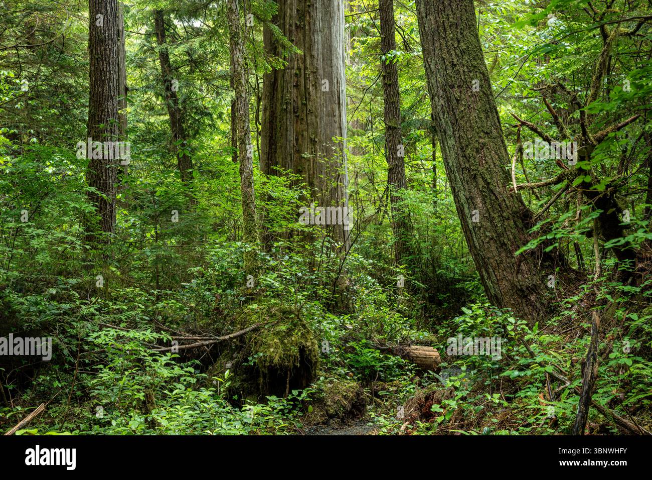 WA28490-00...WASHINGTON - Verdant forest viewed from the Commissioners ...