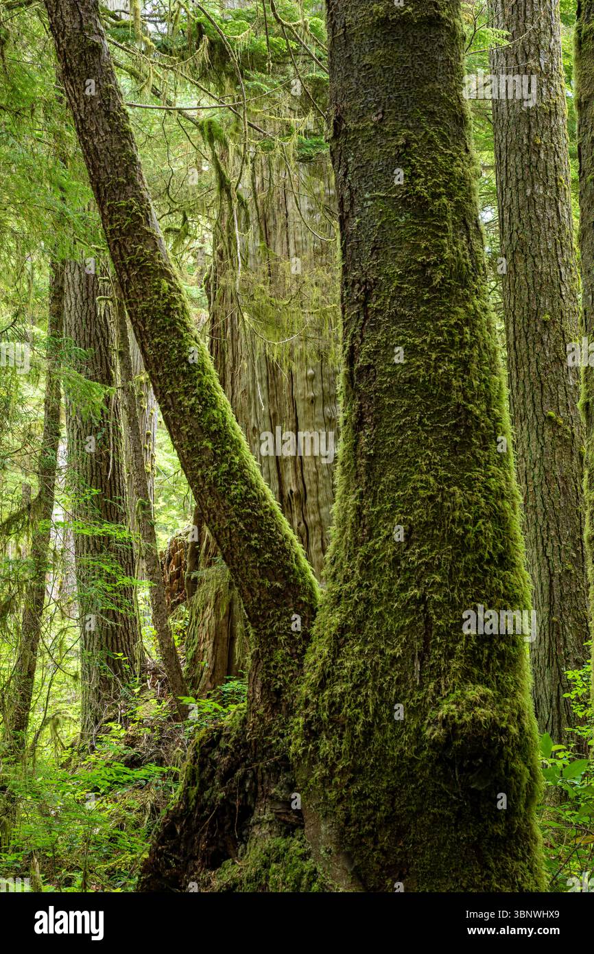 WA28497-00...WASHINGTON - Moss covered trees and old Western Red Cedar ...
