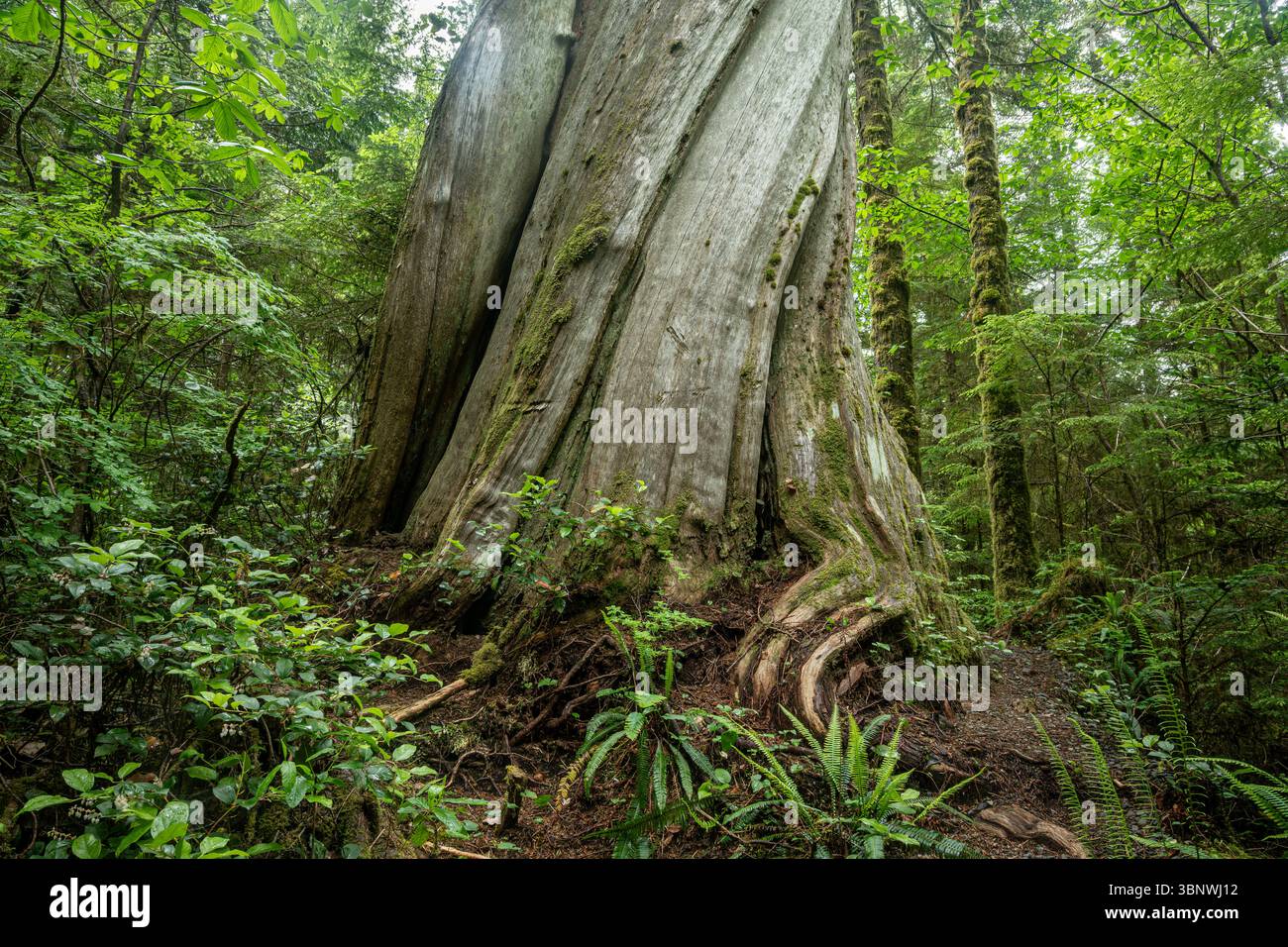Western red cedar without bark hi-res stock photography and images - Alamy