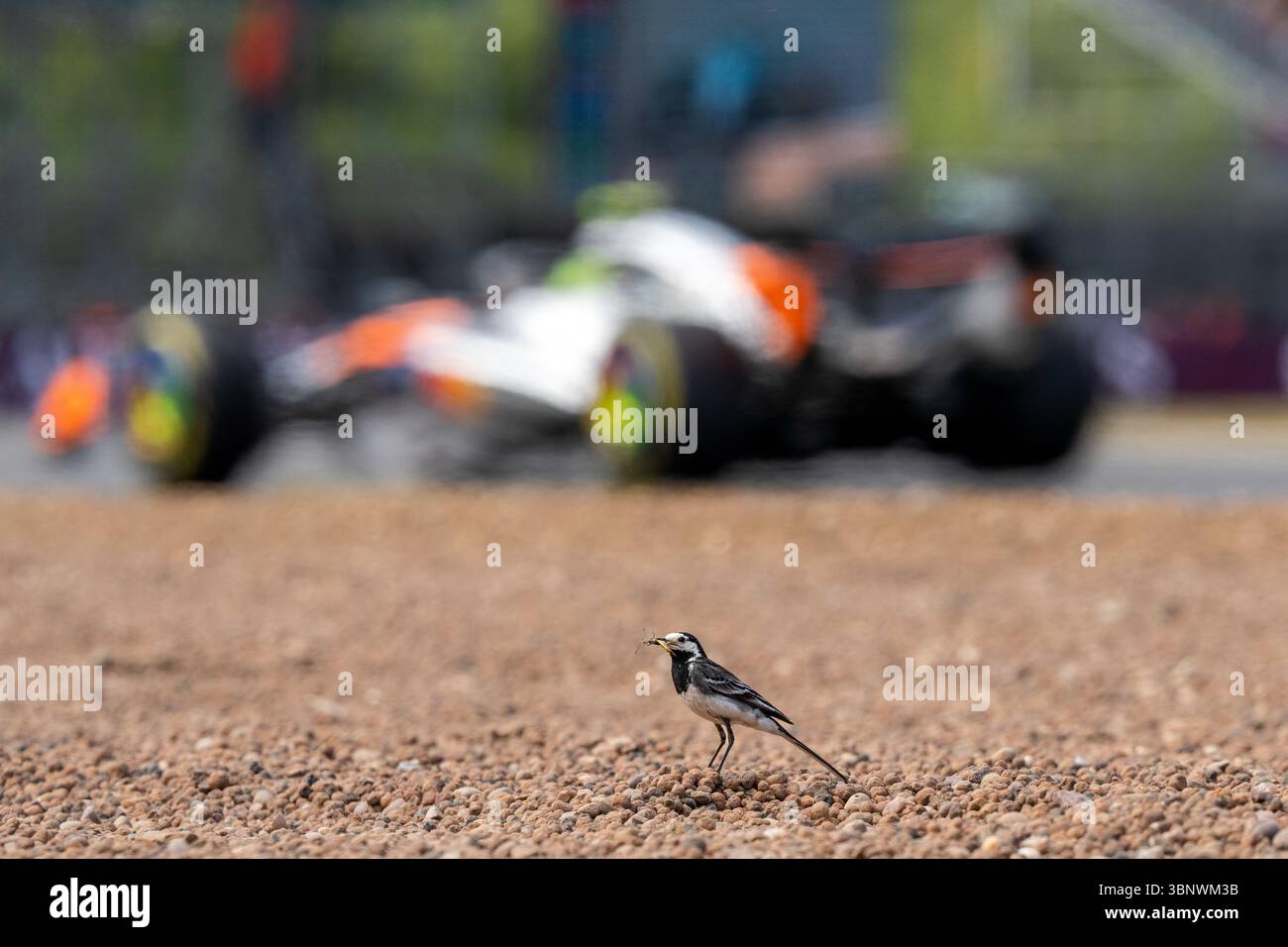 Lando Norris (Gbr) of McLaren Racing #4 and a magpie bird during the ...
