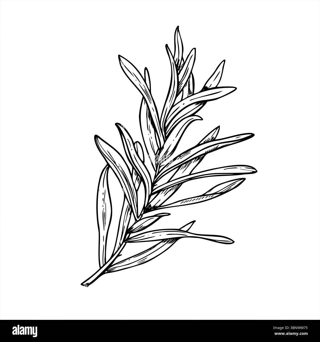 Monochrome vector illustration of sea buckthorn leaves on branch in ...