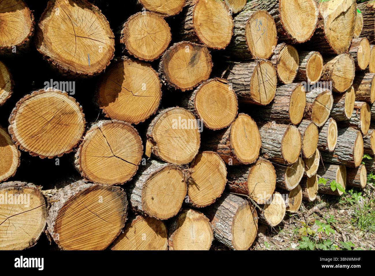 Cut stacked timber hi-res stock photography and images - Alamy