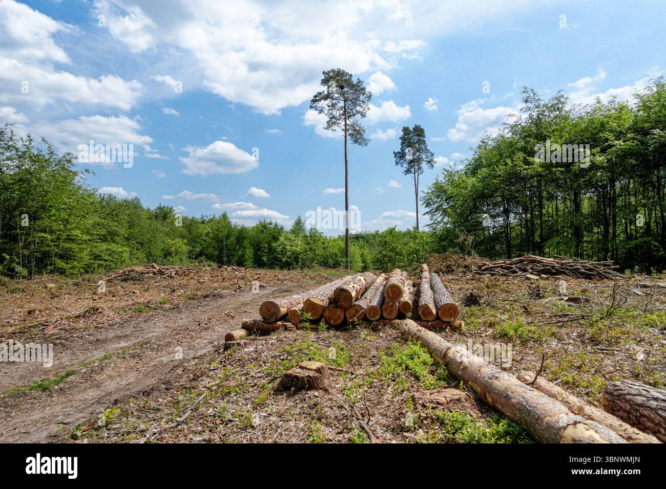 Cut pine logs stacked in the forest Stock Photo - Alamy