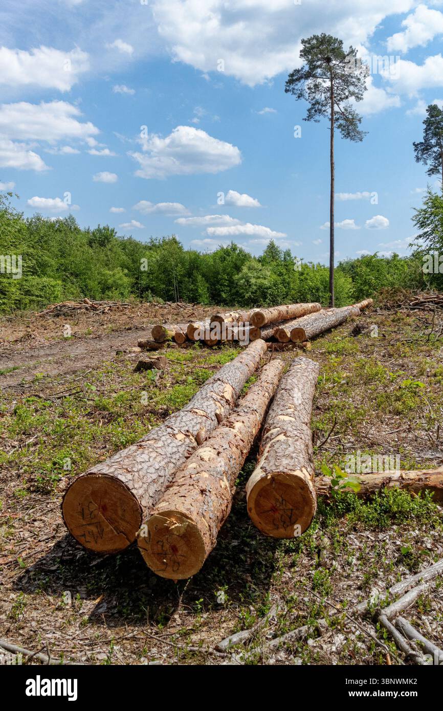 Deforestation logging stack cut hi-res stock photography and images - Alamy