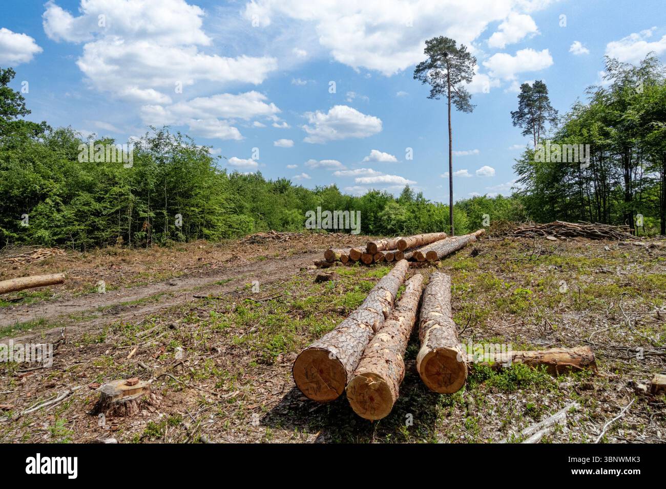 Cut pine logs stacked in the forest Stock Photo - Alamy
