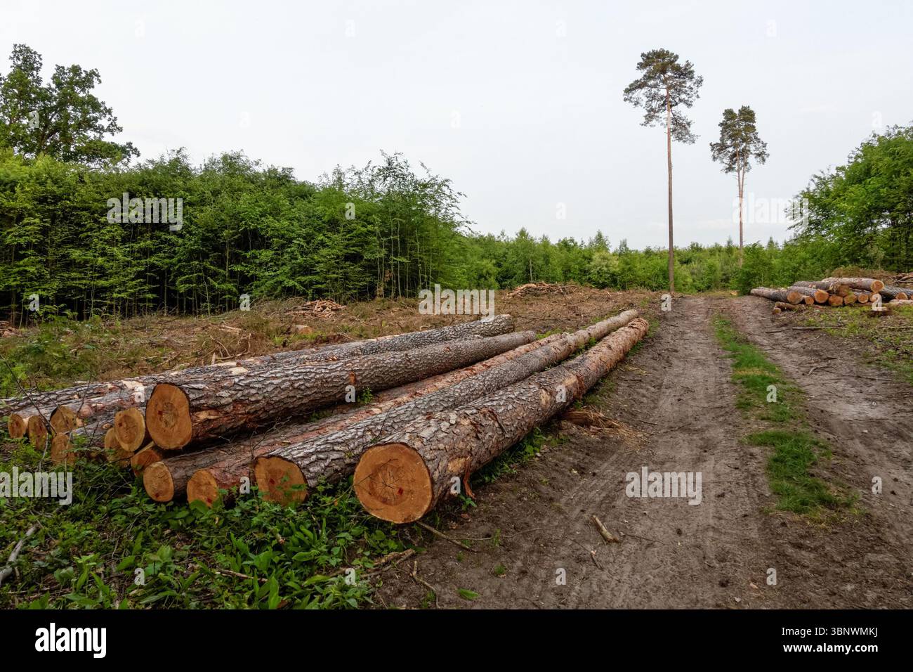 Deforestation logging stack cut hi-res stock photography and images - Alamy