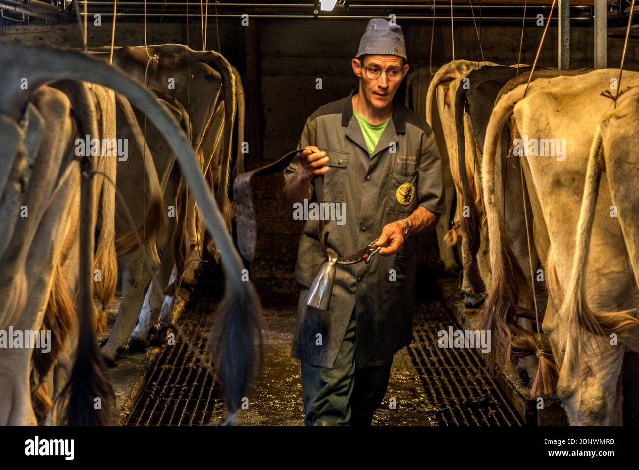 The cows stand after milking. A farmer ties a bell around a cow. Each ...