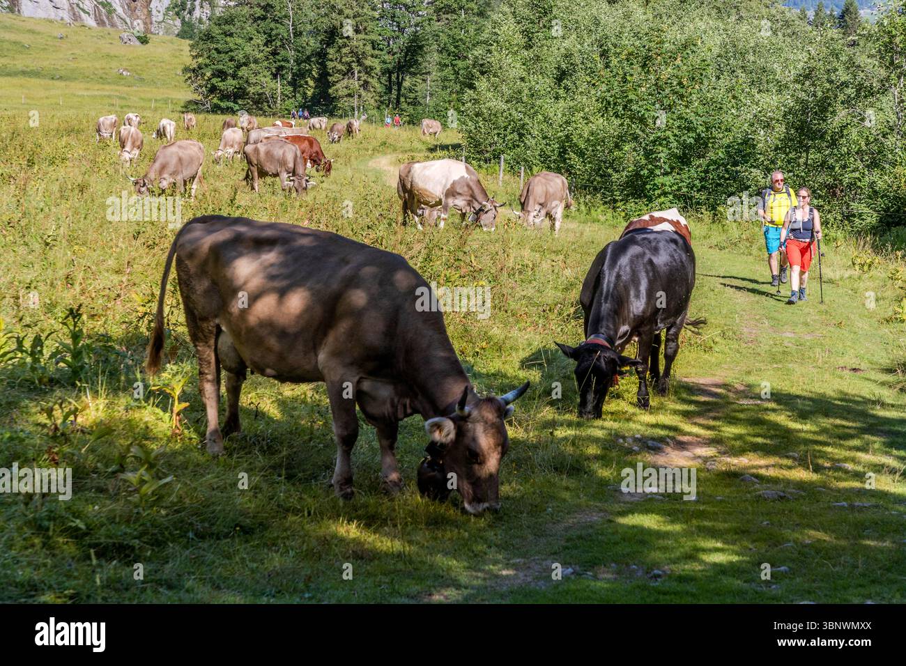 Serene rural scene shows cows hi-res stock photography and images - Alamy